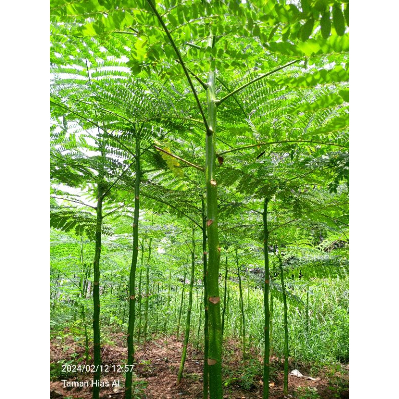 Jual Tanaman Hias Pakis Brazil Solobium 1 meter | Shopee Indonesia