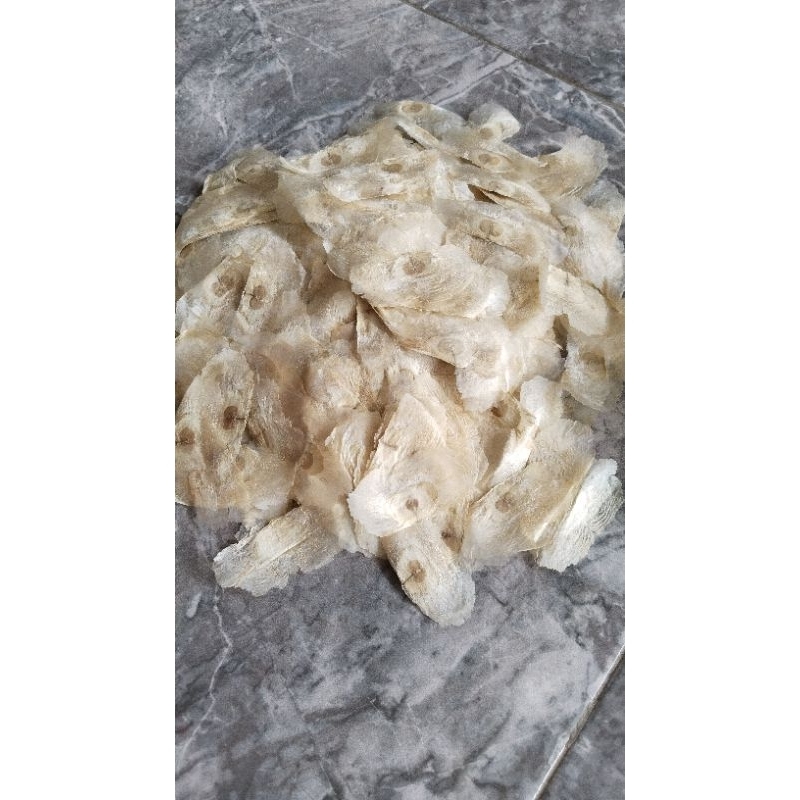 Jual biji pohon daun lanang, satu pak isi 20 biji | Shopee Indonesia