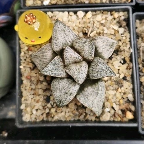 Jual HAWORTHIA OOBLECK x PP26 [RARE] | Shopee Indonesia