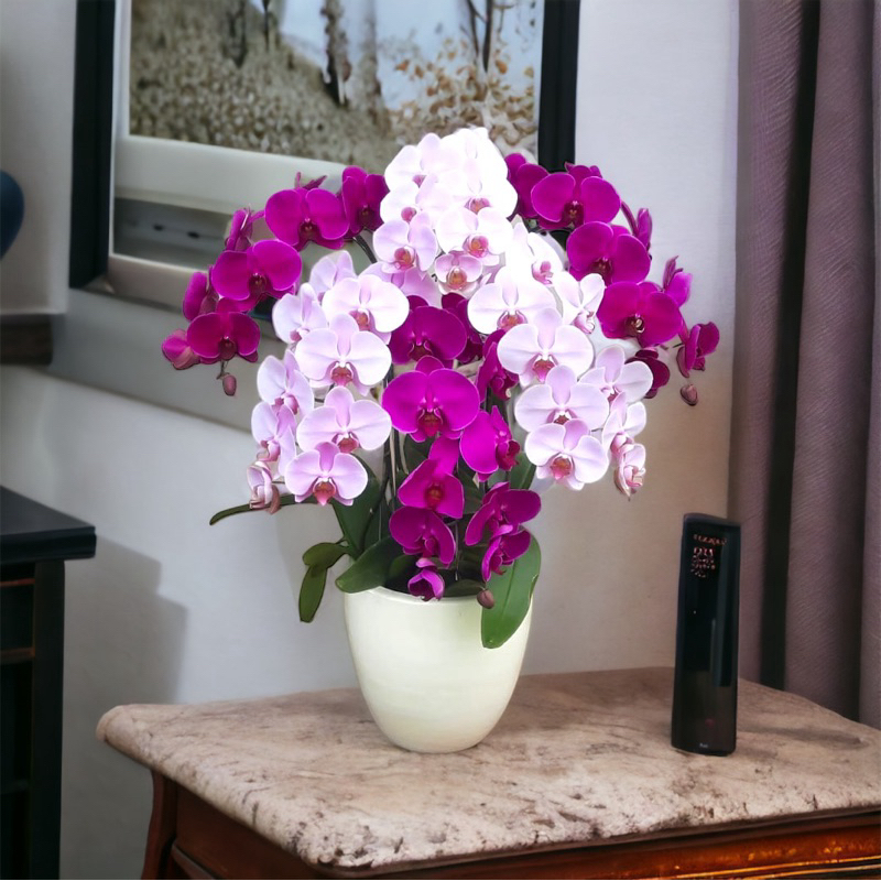 Jual RANGKAIAN BUNGA ANGGREK BULAN PREMIUM ISI 6 TANGKAI,Bunga hidup ...