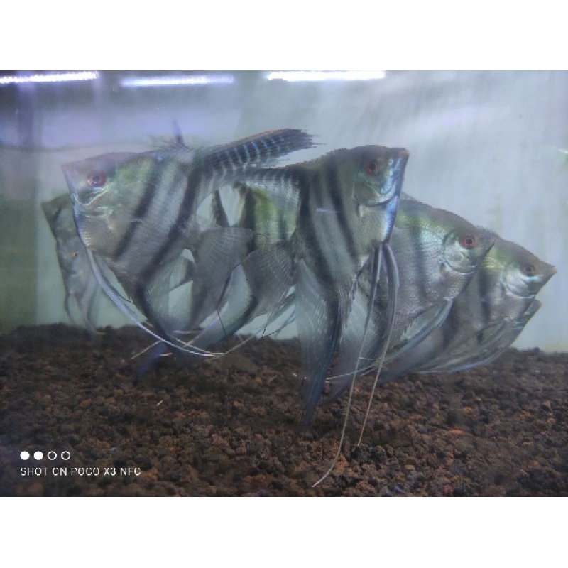 Jual HIASAN AQUARIUM MANFISH ALTUM SIZE XL | Shopee Indonesia
