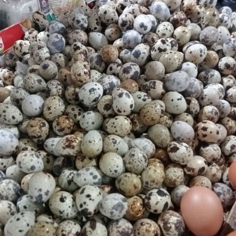 Jual telor puyuh mentah 1kg | Shopee Indonesia