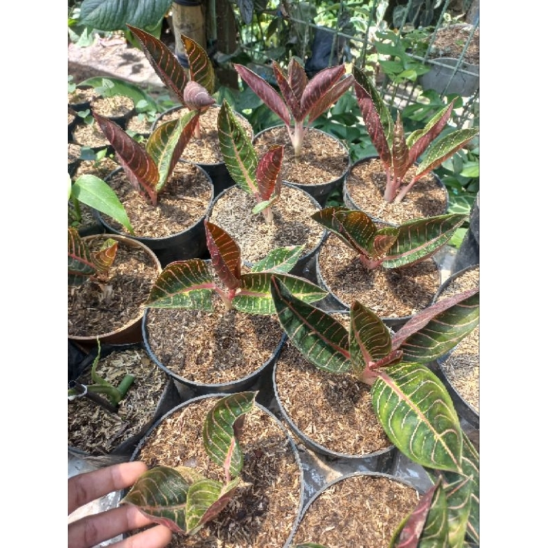 Jual Tanaman hias Aglonema red sumatra / pride of sumatra/POS | Shopee ...