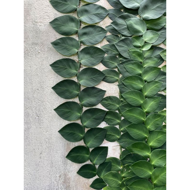 Jual PROMO!! Tanaman hias daun dolar merambat - Tanaman Hidup-Bunga ...