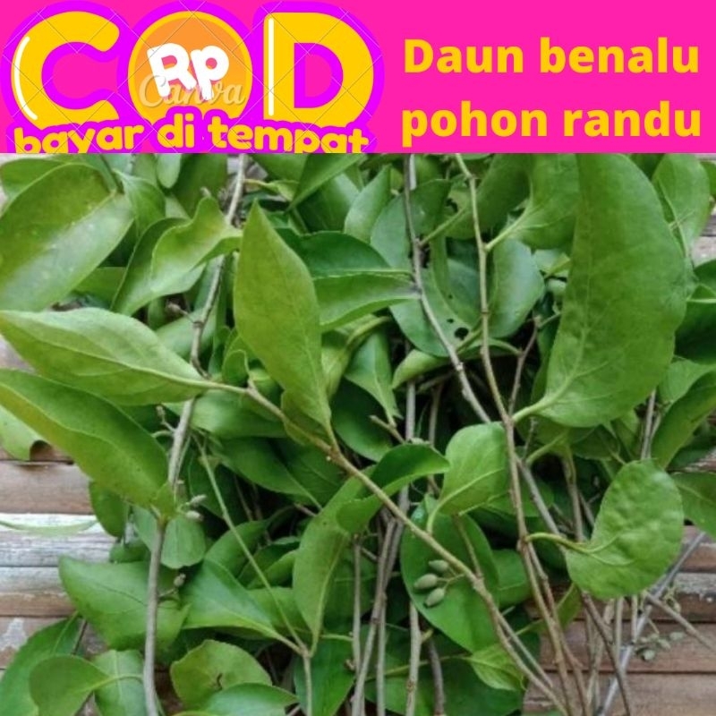 Jual benalu pohon randu segar di petik saat di pesan 1kg | Shopee Indonesia