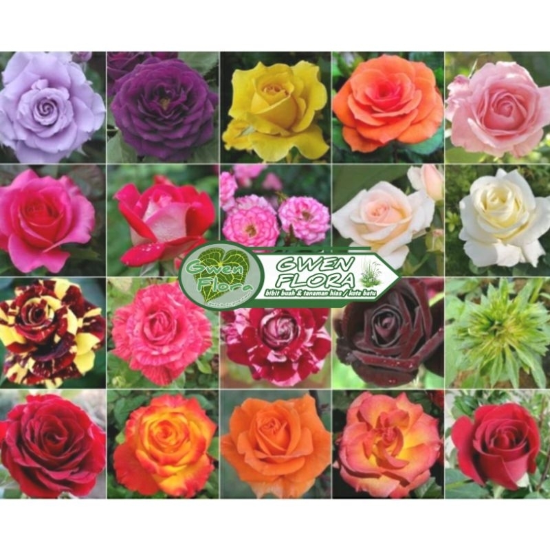 Jual Tanaman Bunga Mawar Holland Berbagai macam warna ( Berbunga ...