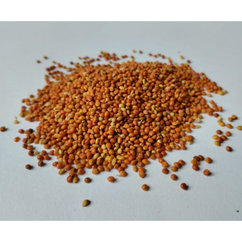 Jual Biji jewawut / juwawut 500gr | Shopee Indonesia