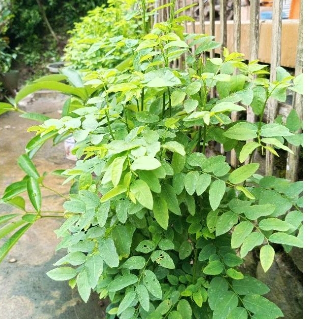 Jual Daun Katup Pelancar ASI Isi 250 g | Shopee Indonesia