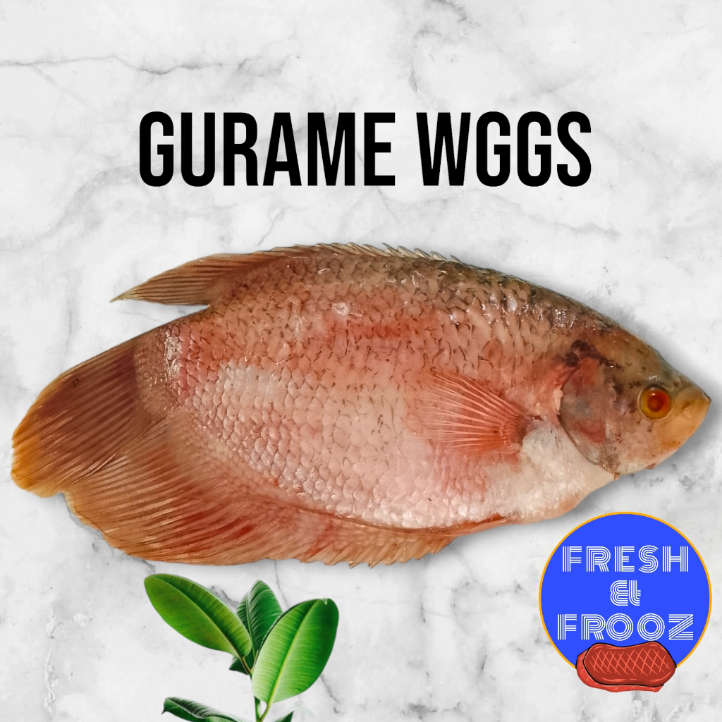 Jual Ikan gurame wggs standar resto dan supermarket / ikan gurame ...