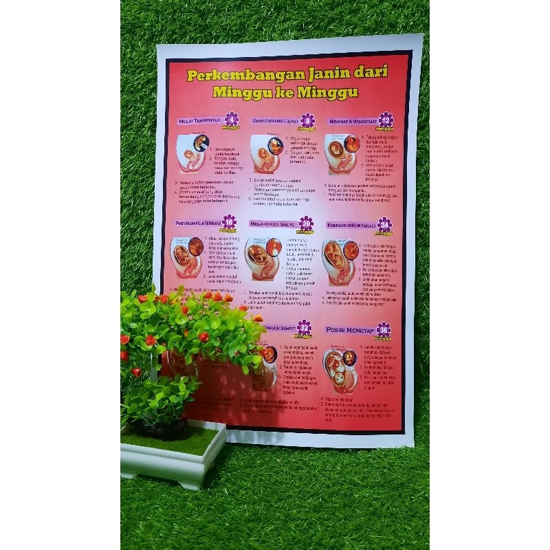 Jual Poster perkembangan janin dari minggu ke minggu | Shopee Indonesia