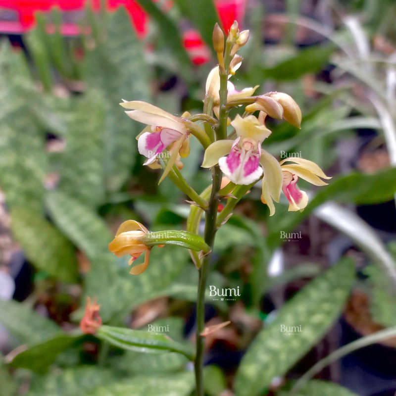 Jual Oeceoclades maculata - BUMI Orchids Anggrek Koleksi | Shopee Indonesia