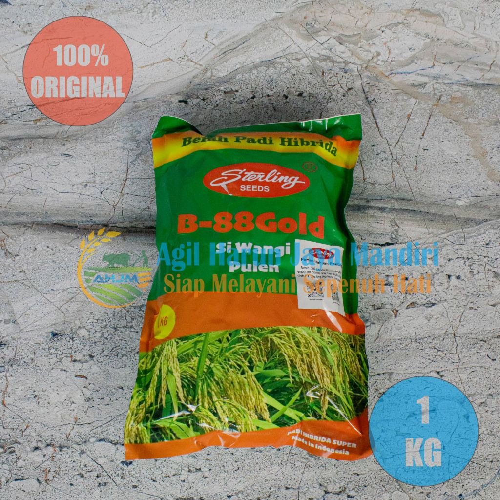 Jual Benih Padi Hibrida Sterling B-88 Gold 1 Kg Nasi Wangi dan Pulen ...