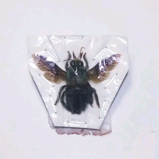 Jual AWETAN SERANGGA LEBAH UNIK ASLI INDONESIA | Shopee Indonesia