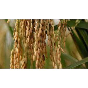 Jual BENIH PADI INPARI 30 LABEL PUTIH | Shopee Indonesia