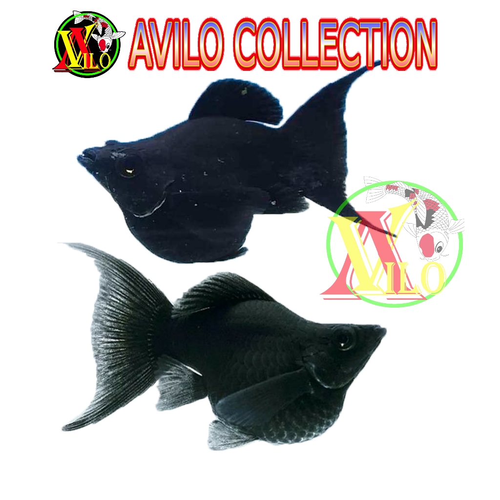 Jual ikan hias aquascape molly balon black ekor cawang cagak hitam ...