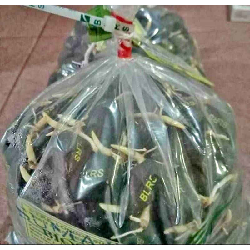 Jual 2kantong benih kecambah sawit DXP LONSUM bersertifikat | Shopee ...