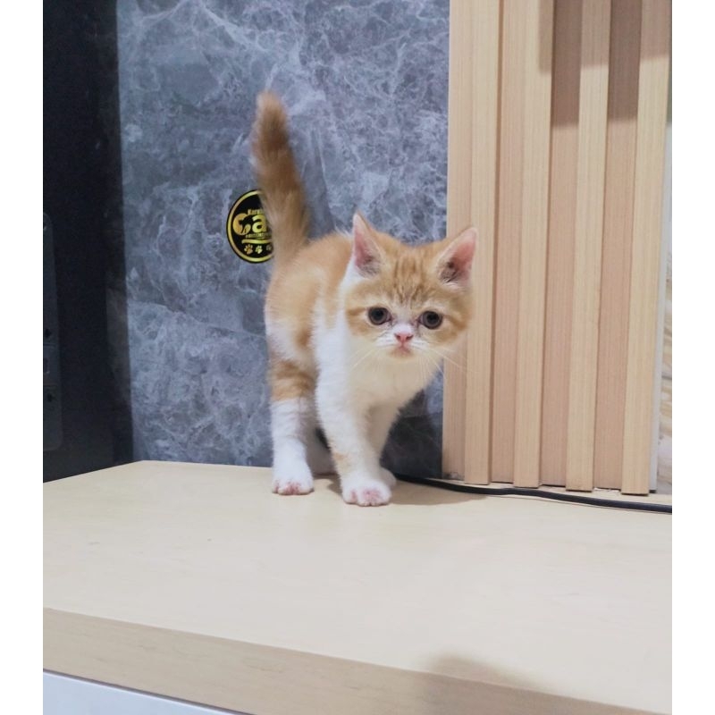 Jual kucing short hair oren putih | Shopee Indonesia