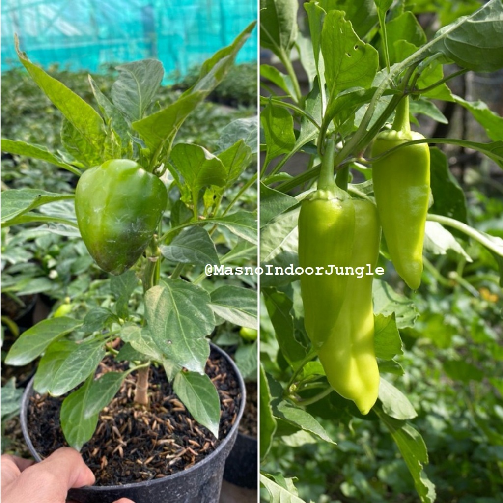 Jual Tanaman Cabai Meksiko Mexico - Cabe Paprika Rasa Manis | Shopee ...