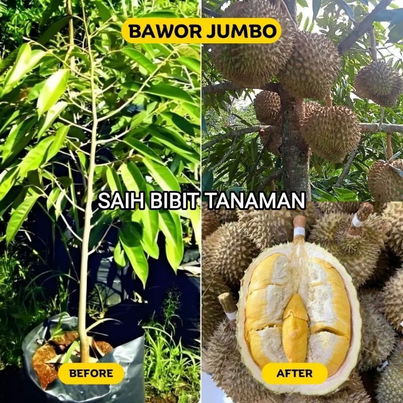 Jual BIBIT DURIAN BAWOR OKULASI CEPAT BERBUAH | Shopee Indonesia