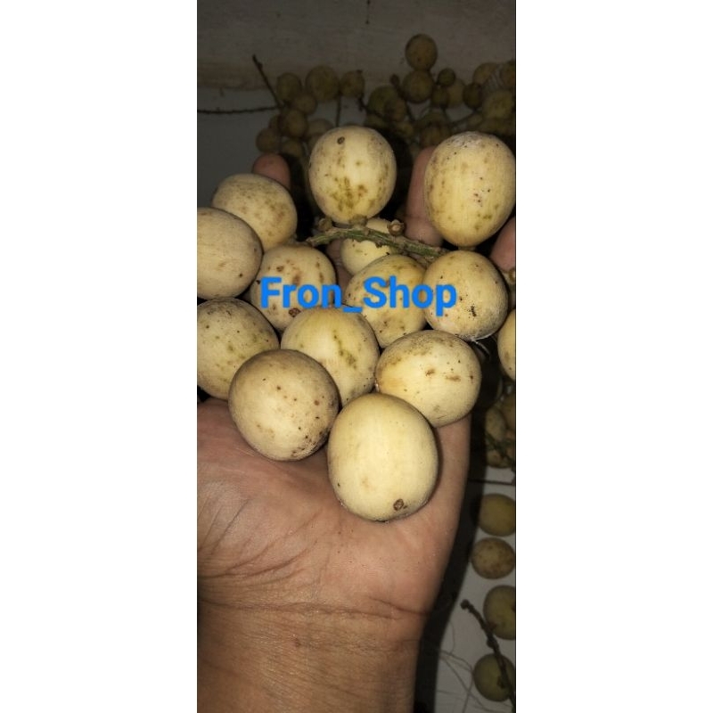 Jual BUAH MERICIN SEGAR / BUAH DUKUH KW FRESH 1KG | Shopee Indonesia