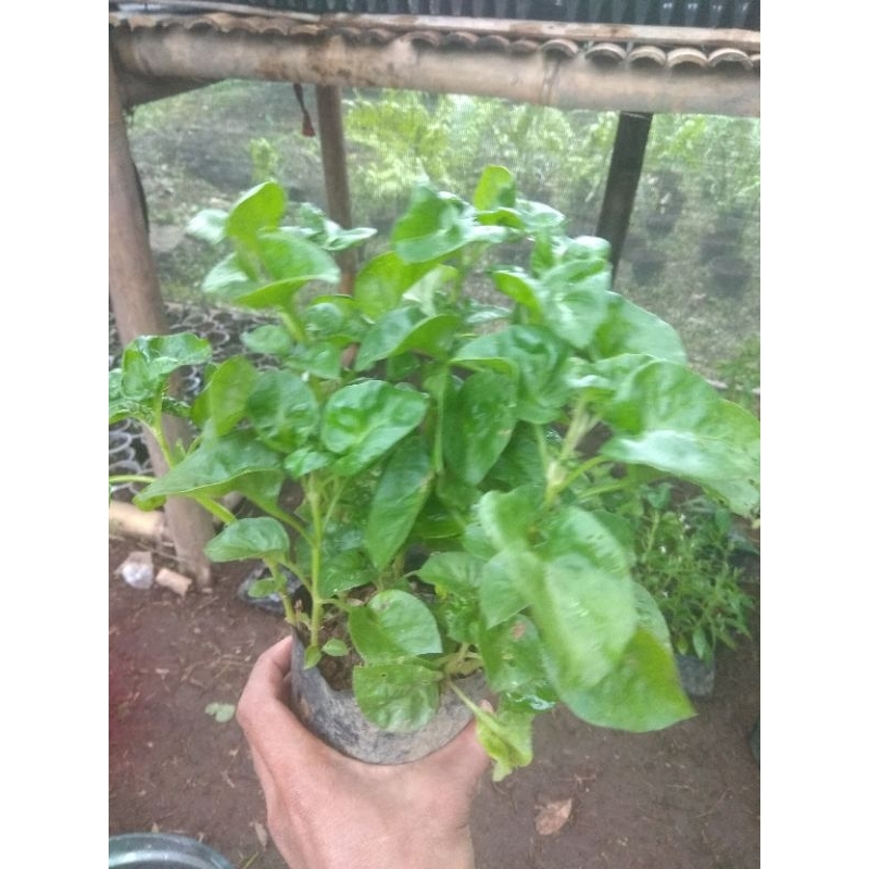 Jual Bayam Brasil pohon | Shopee Indonesia