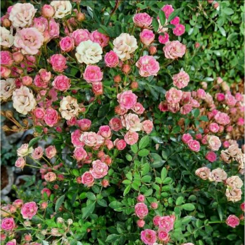 Jual Mawar Baby Rose-Tanaman Baby Rose | Shopee Indonesia