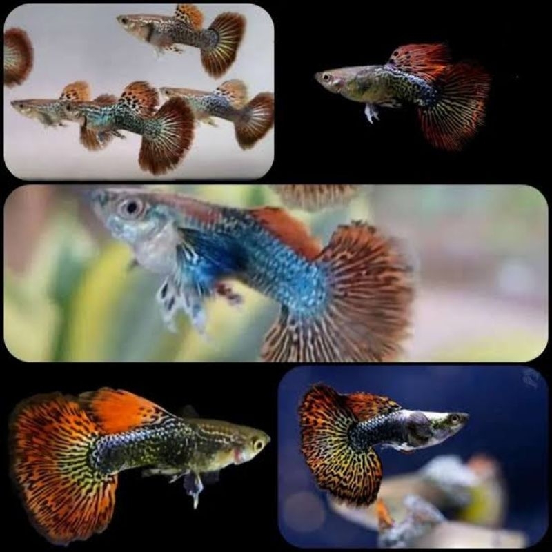 Jual IKAN HIAS GUPPY DRAGON | Shopee Indonesia