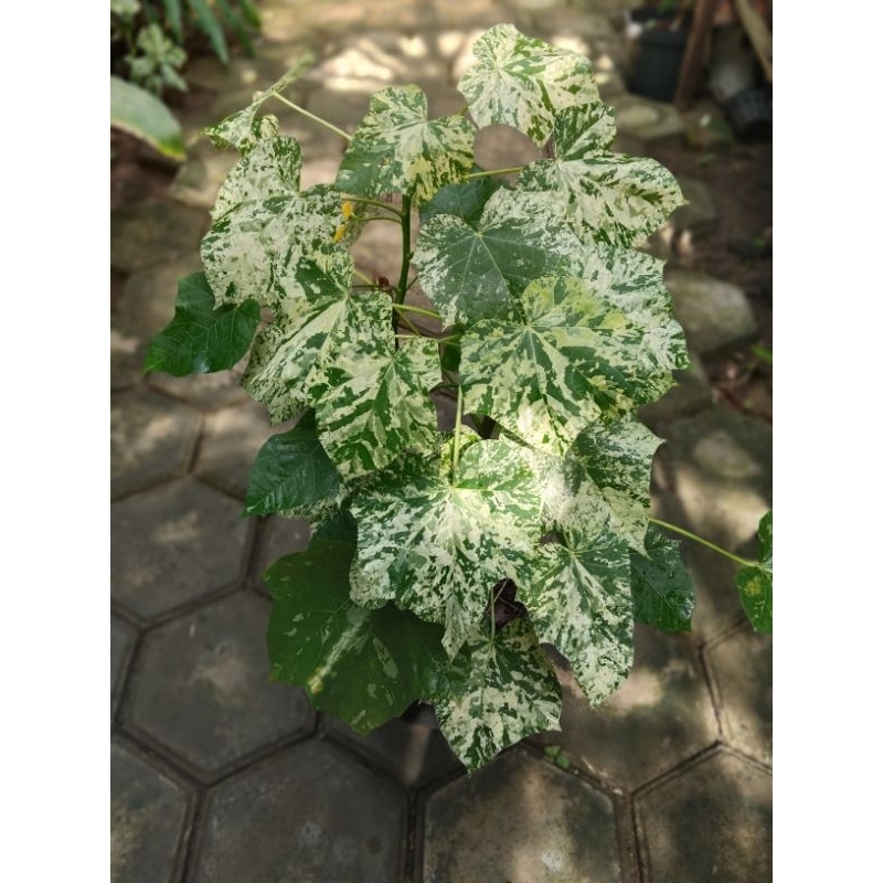 Jual pohon jarak variegata | Shopee Indonesia