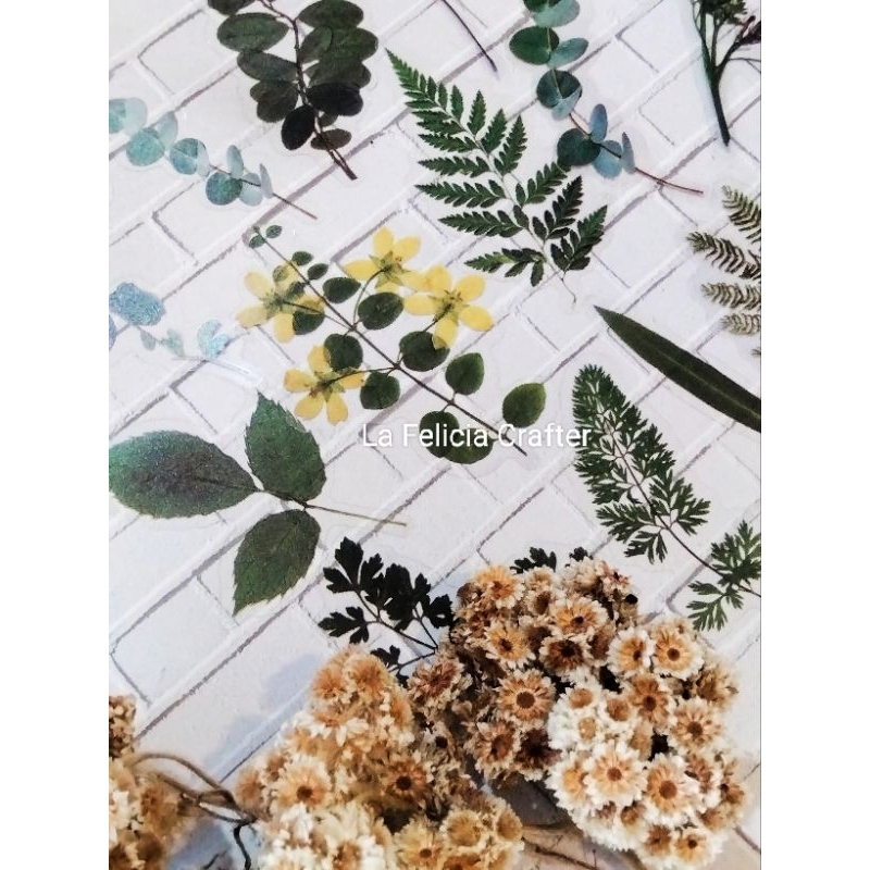 Jual La Felicia Sticker PET Plants Tumbuhan Daun Deco Journal Kit DIY ...