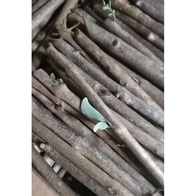 Jual bahan stek legundi paket 8 batang_ukur sejari | Shopee Indonesia