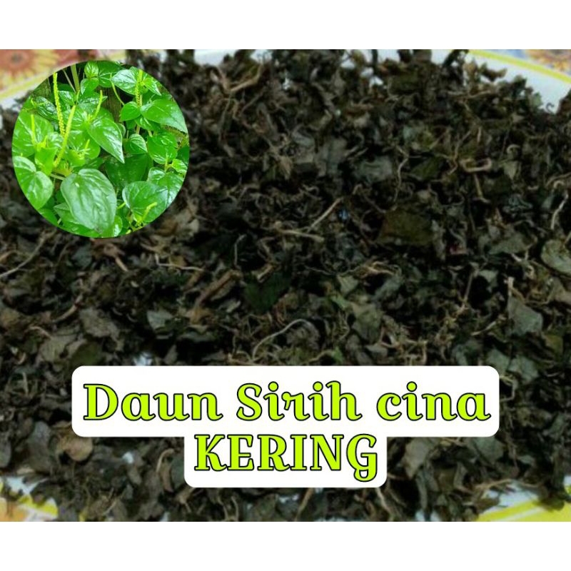 Jual daun sirih cina kering 500g/1kg herbal tradisional | Shopee Indonesia