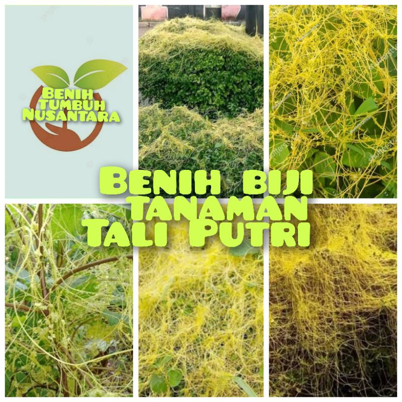 Jual 50 butir biji benih tanaman TALI PUTRI | Shopee Indonesia