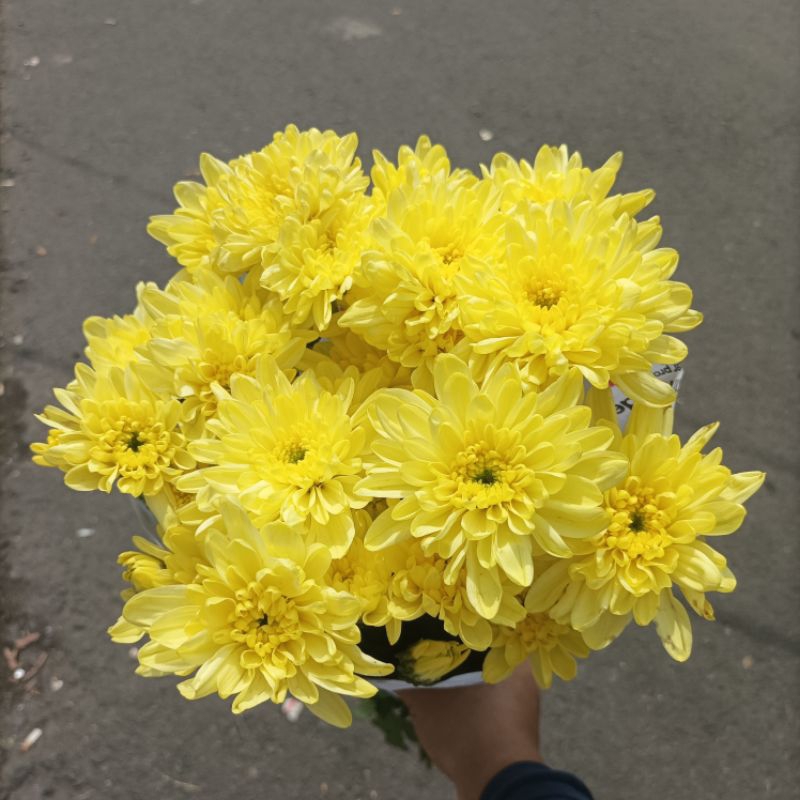 Jual Bunga Aster Jimla 1 ikat 10 tangkai | Shopee Indonesia