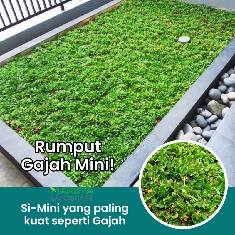 Jual Rumput gajah mini rumput gajah mini per 1 meter persegi rumput ...