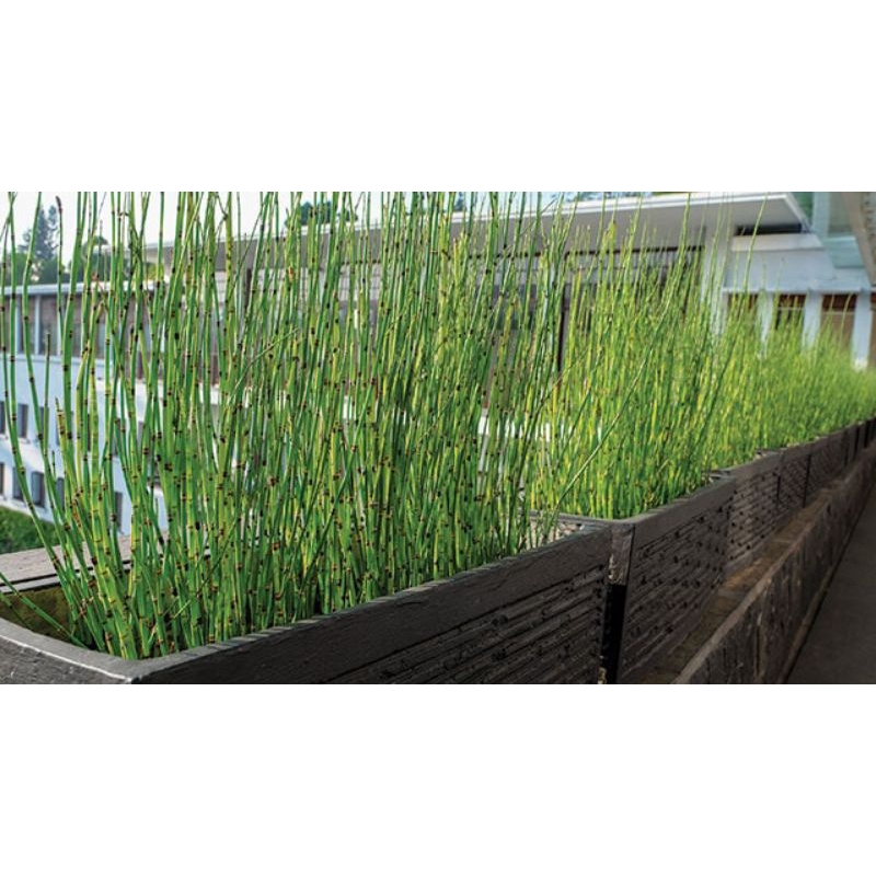 Jual tanaman hias bambu air #(Equisetum hyemale). bambu air | Shopee ...