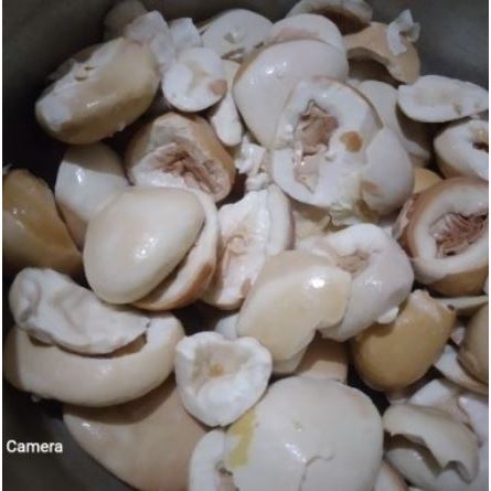 Jual Picung Muda 500 gram / Pucung / Kepayang / Keluwek Muda | Shopee ...