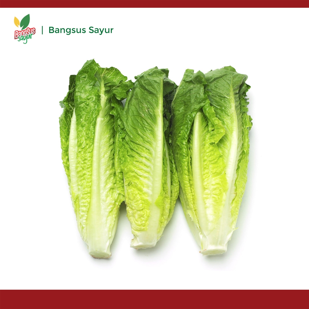 Jual Romaine // Selada Romaine 500gr | Shopee Indonesia