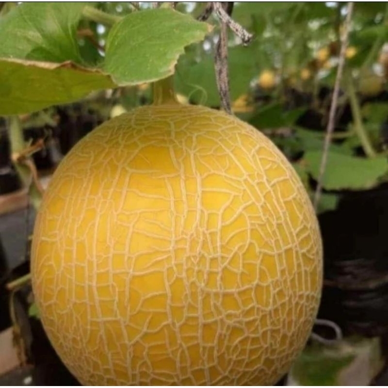 Jual 100 Benih Bibit Biji Melon Inthanon Golden Hibrida Seeds Super ...
