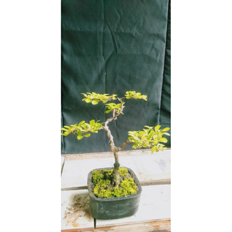 Jual bonsai delima batu | Shopee Indonesia