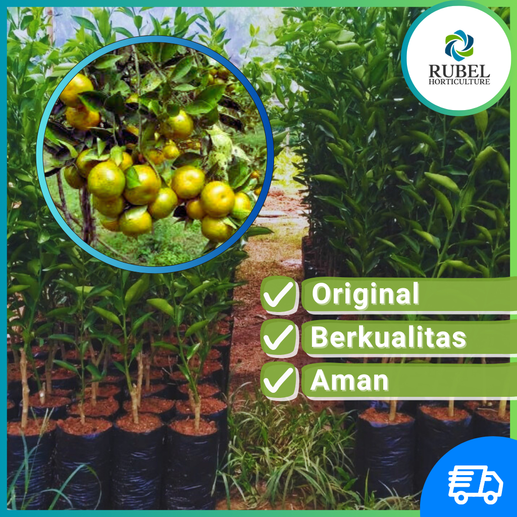 Jual Bibit Jeruk BW Lampung Hasil Okulasi Super Unggul Cepat Berbuah ...