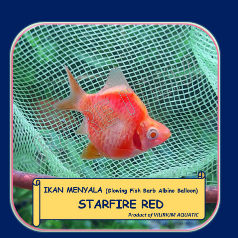 Jual IKAN HIAS AIR TAWAR - GLOWING FISH SUMATRA BALON ALBINO STARFIRE ...
