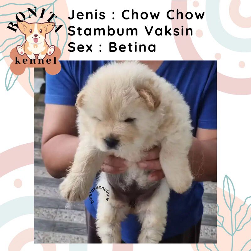 Jual Chow Chow Stambum Vaksin Anjing Chow Jantan Betina | Shopee Indonesia