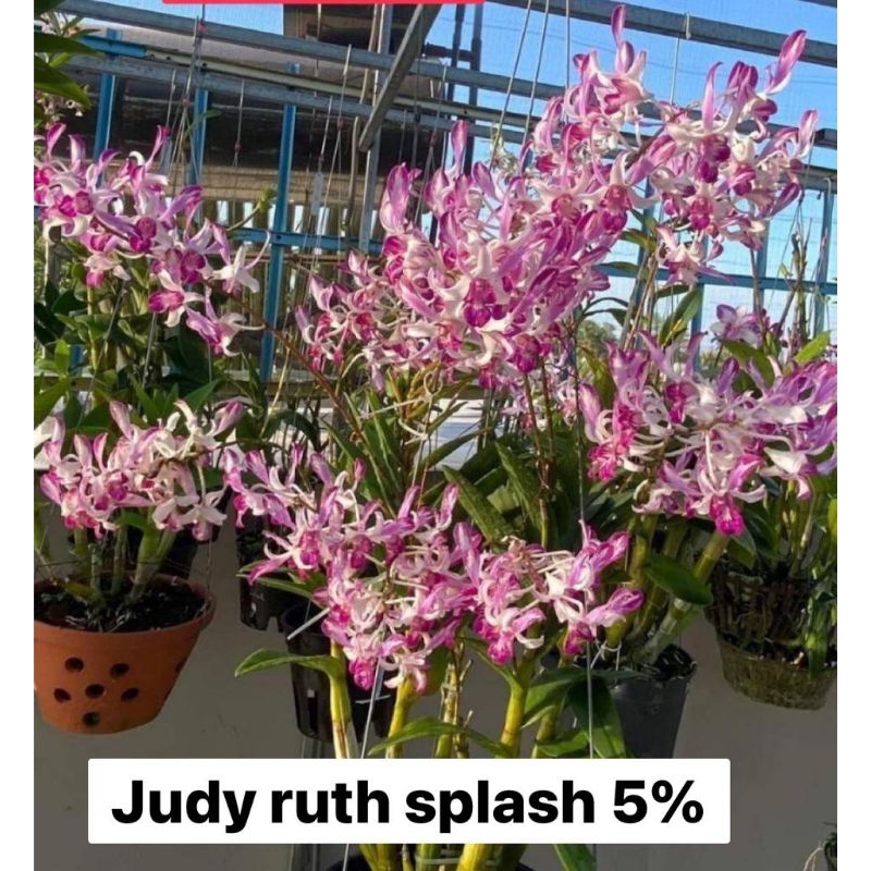 Jual Dendrobium Judy Ruth splash | Shopee Indonesia