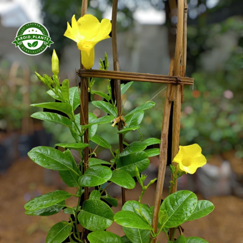Jual Tanaman Hias Mandevilla Bunga Kuning - Pohon Bunga Mandevilla ...