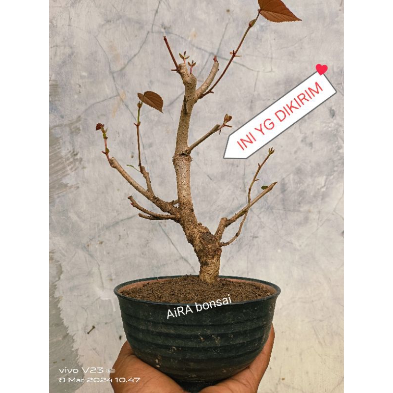 Jual bahan bonsai waru merah | Shopee Indonesia