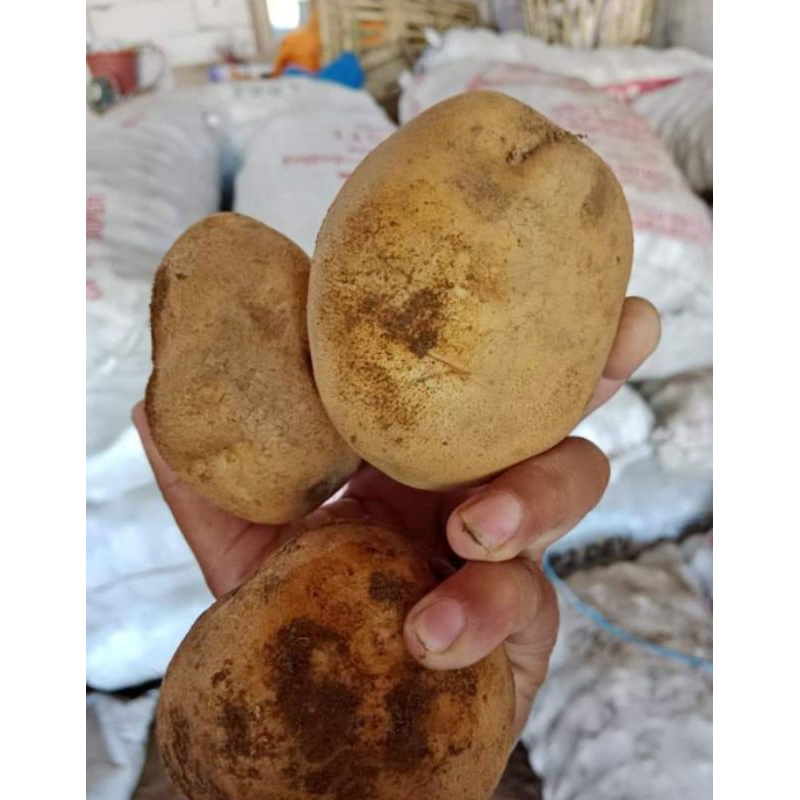 Jual kentang fresh asli kota batu ukuran ABC berat 1 kg | Shopee Indonesia