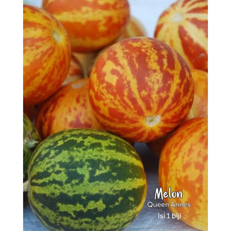 Jual Melon Queen Annes benih | Shopee Indonesia