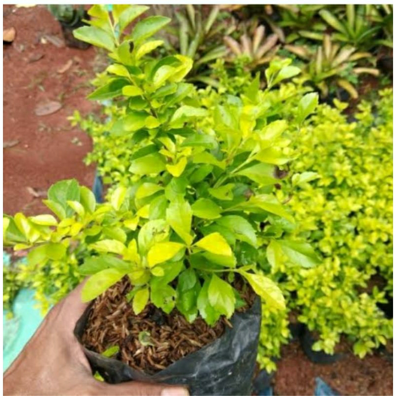 Jual TANAMAN HIAS PANGKAS KUNING - TANAMAN PAGAR | Shopee Indonesia