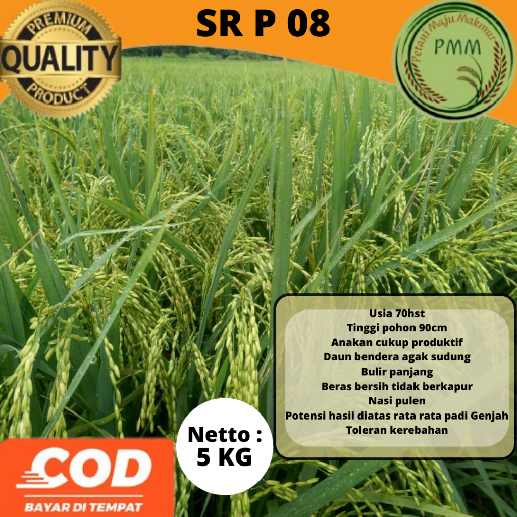 Jual Biji Padi Unggul SR Ultra Genjah P08/SR P08 (5KG) | Shopee Indonesia