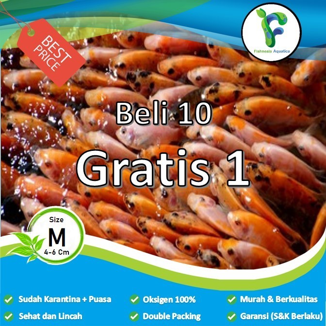 Jual BIBIT IKAN NILA MERAH BANGKOK / BENIH IKAN NILA MERAH / BIBIT IKAN ...